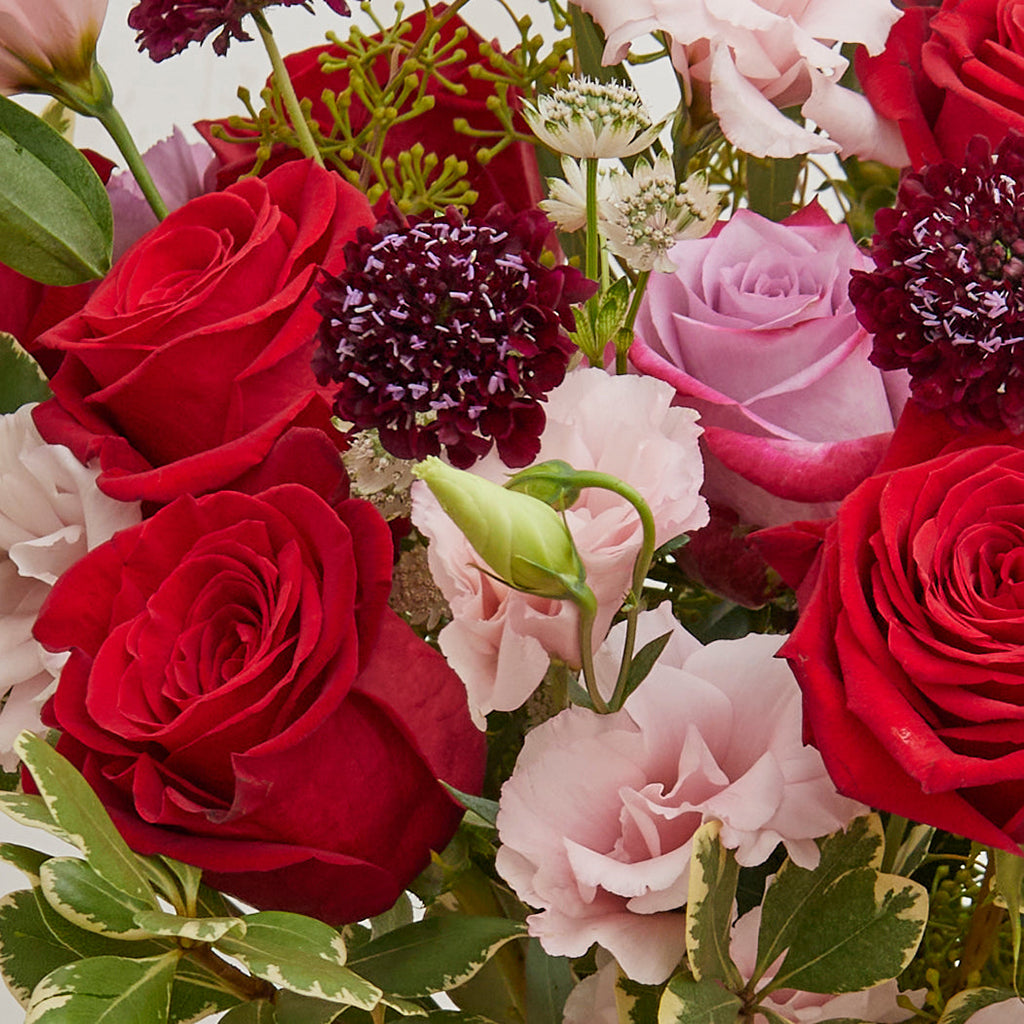 Alice – Secret Garden Rose Inc