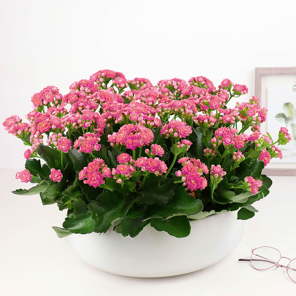 Kalanchoe Garden – Secret Garden Rose Inc